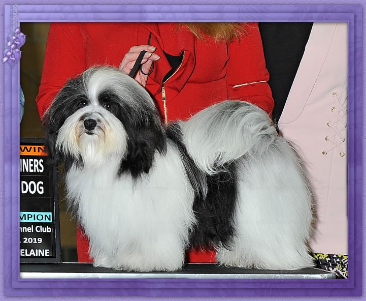 Havanese Puppies - Our Havanese Boys | Grandview Havanese